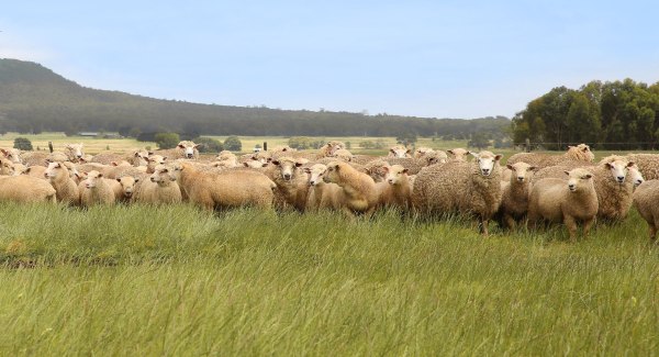 Produzenten – GVFI