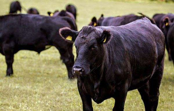 Angus et Hereford d'origine irlandaise – GVFI